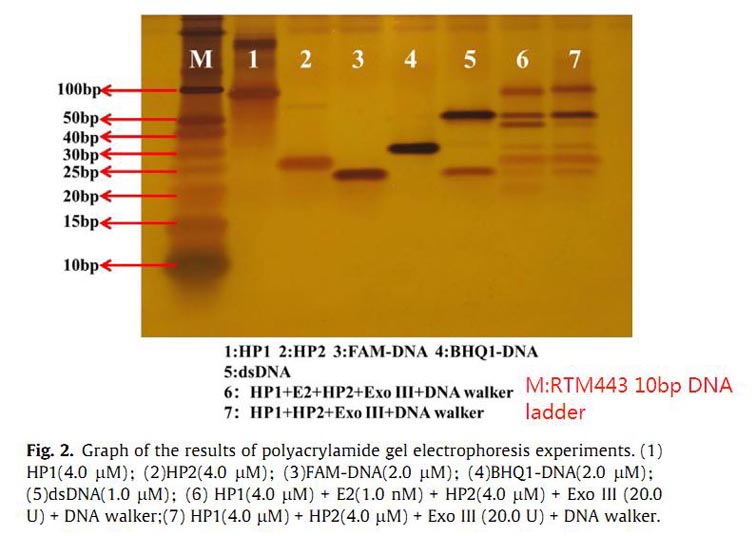 10bp DNA ladder（10-100 bp）